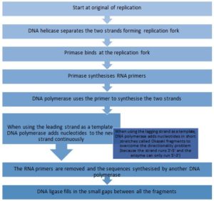 Introduction To DNA Replication | A-Level Biology Revision Notes